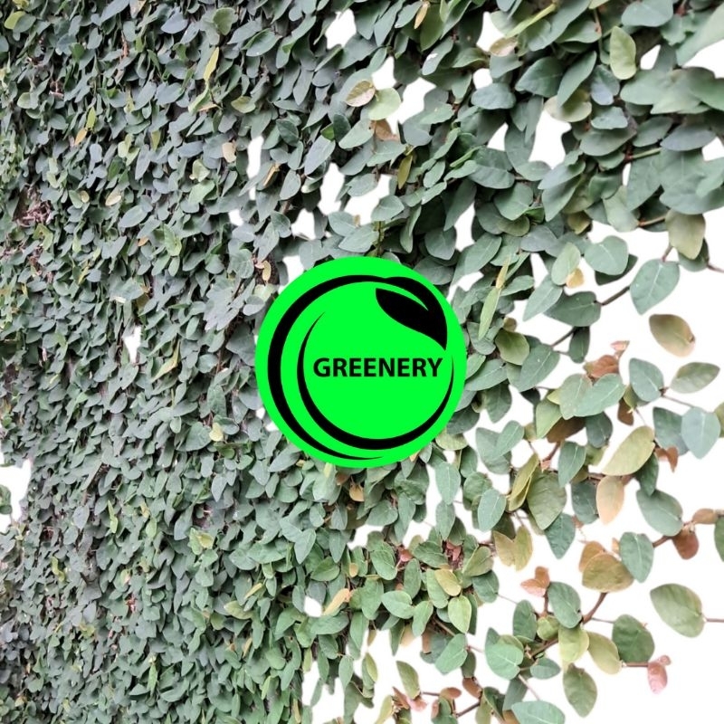 Jual GREENERY tanaman hias creping ficus / dolar rambat daun kecil ...