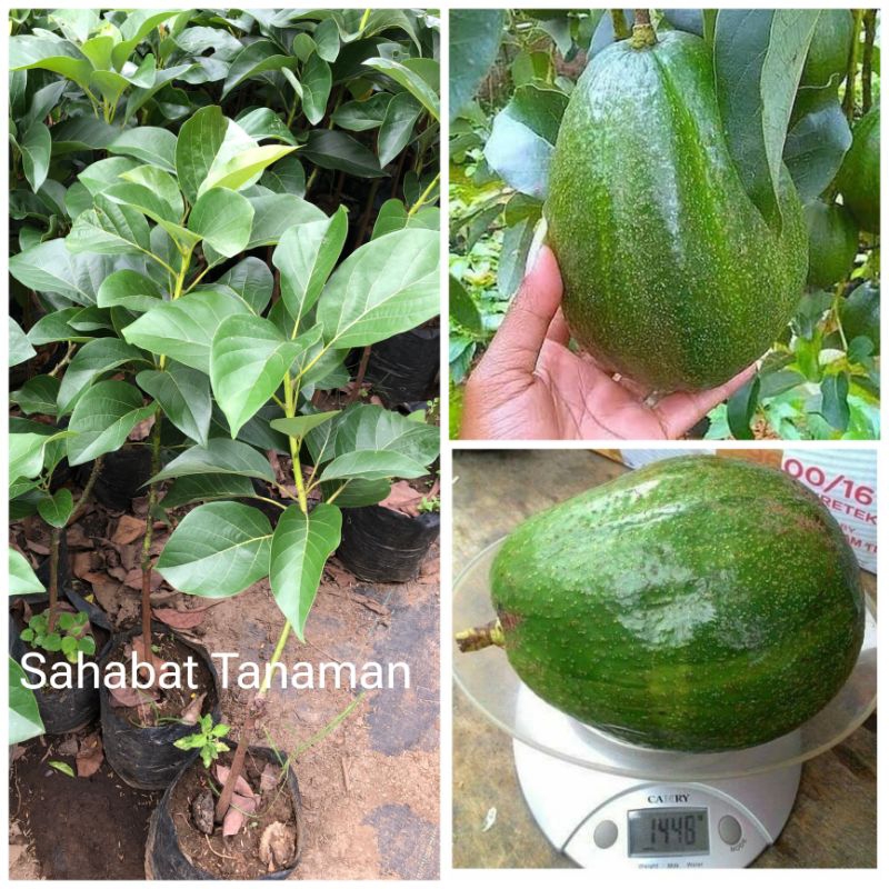 Jual Bibit alpukat Jumbo Markus Okulasi (jumbo bulat) | Shopee Indonesia