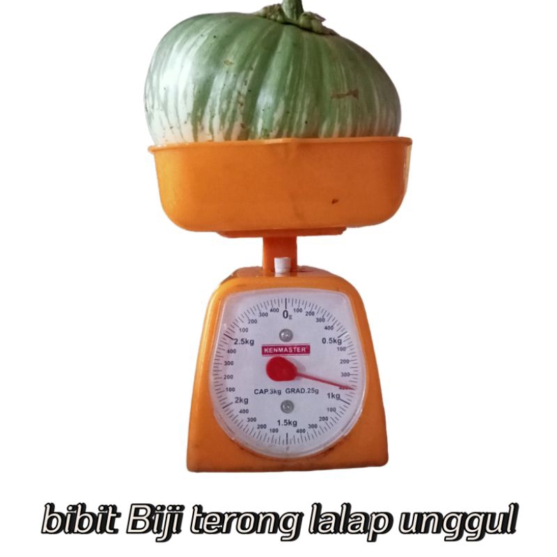 Jual Bibit Terong Lalap Hijau Jumbo Super 50 Biji Bibit Unggul | Shopee ...