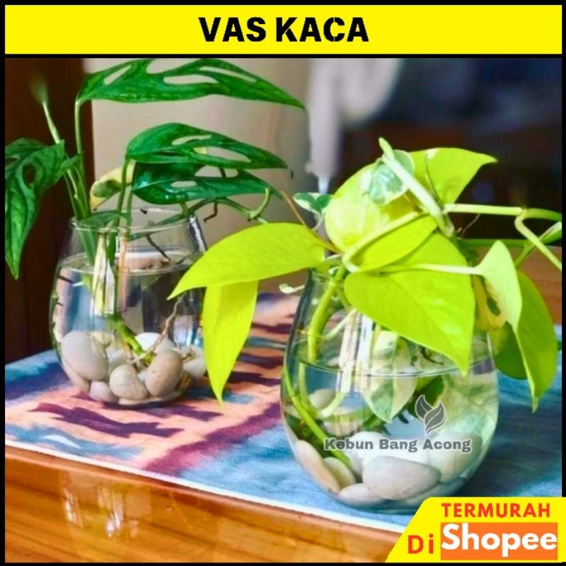 Jual (GRATIS BATU HIAS) Vas Bulat Pot Kaca Tanaman Air Estetik Vas Kaca ...