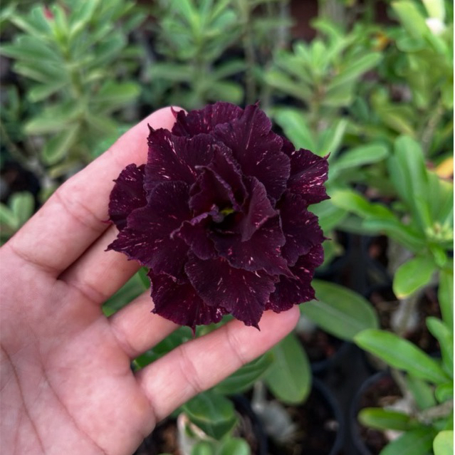 Jual Termurah Bibit Adenium Bunga Tumpuk Bonsai Mini Adenium Id Satry