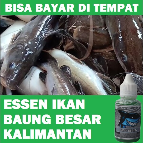 Jual ESSEN IKAN BAUNG BESAR KALIMANTAN SIAP PAKAI ISI 30ML | Shopee ...