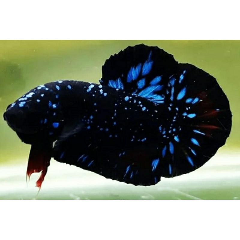 Jual PLAKAT AVATAR GORDON MUTASI 80% UP | Shopee Indonesia