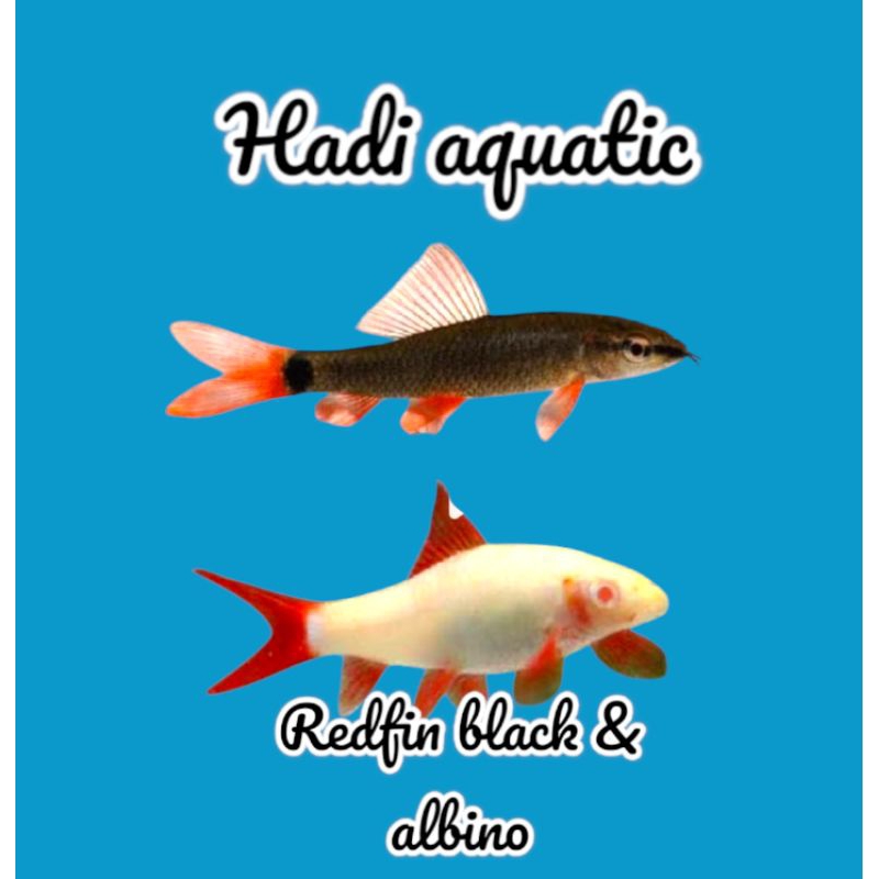 Jual ikan hias Redfin | Shopee Indonesia