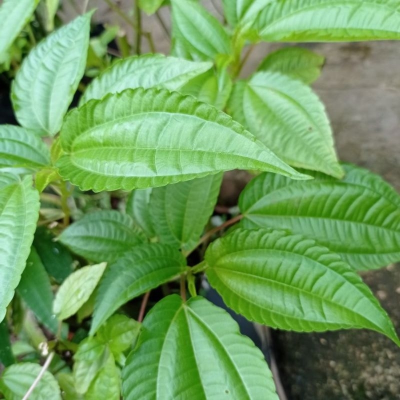 Jual daun pohpohan segar di ambil langsung bila ada orderan masuk 250gr ...