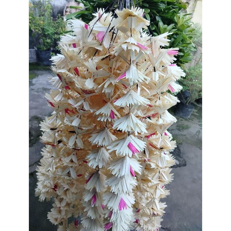 Jual Sampian Peras busung ibung (S.Pusung Gede) 25pcs | Shopee Indonesia