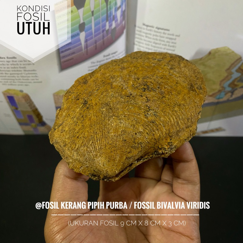 Jual Fosil Kerang Pipih Purba A5 atau Fossil Bivalvia Viridis atau ...