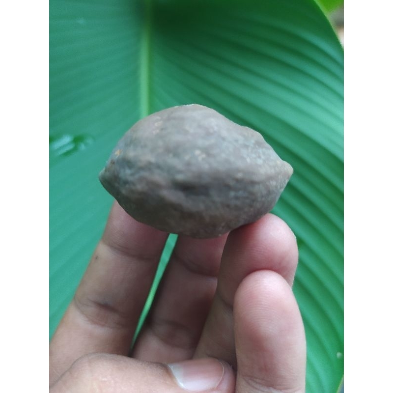 Jual Muncang adu Jawa Pedang Original Big Size | Shopee Indonesia