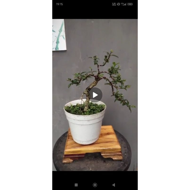 Jual Bahan Bonsai Sakura Micro | Shopee Indonesia