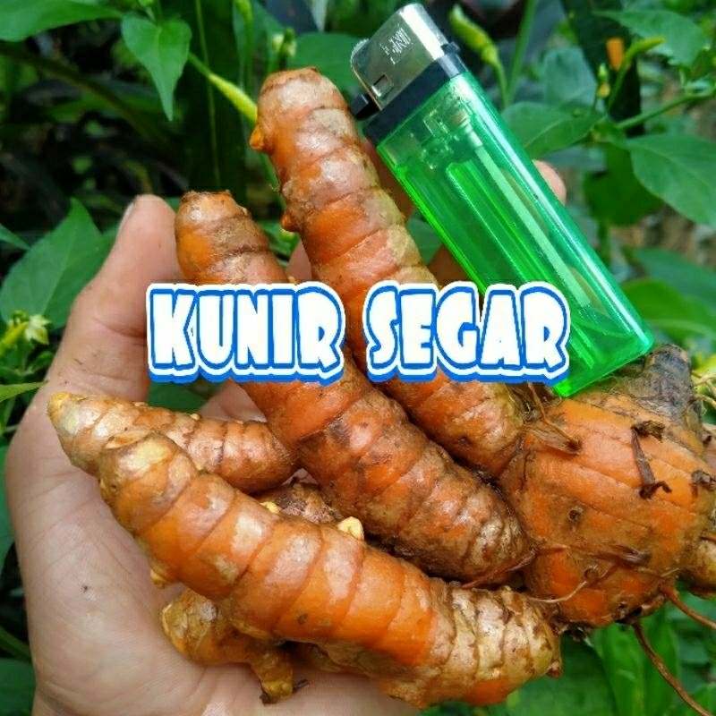 Jual KUNYIT SEGAR / KUNIR SEGAR 1kg | Shopee Indonesia