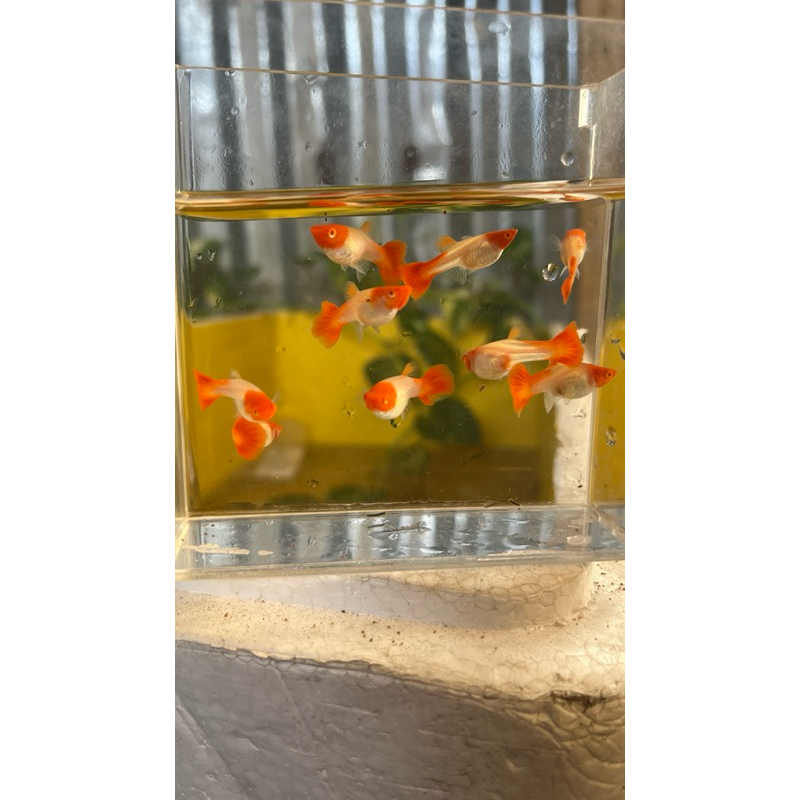 Jual stiker albino koi gen red ear 3 pair | Shopee Indonesia