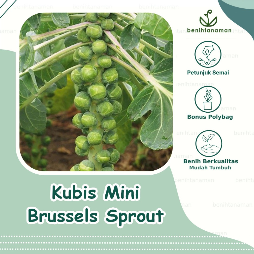 Jual 5 biji - Benih Kubis Mini Brussels Sprout | Shopee Indonesia