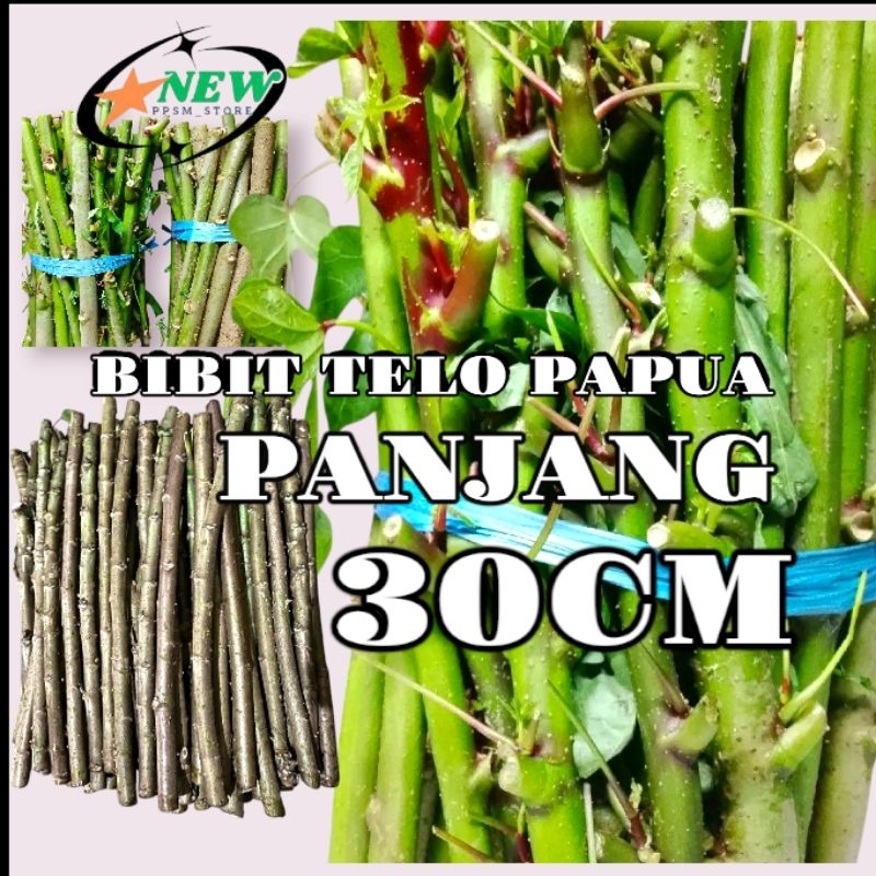 Jual telo papua panjang 1 kg panjang 30cm isi 10-12 batang | Shopee ...