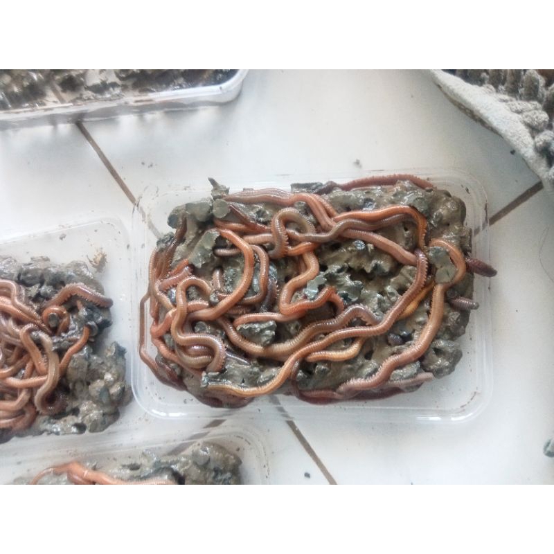 Jual cacing laut isi 25 | Shopee Indonesia