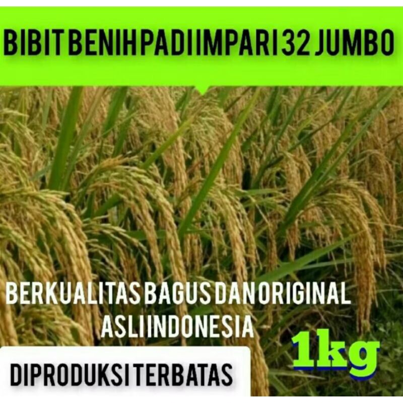 Jual BIBIT PADI INPARI 32 JUMBO BERKUALITAS KEMASAN 5KG | Shopee Indonesia