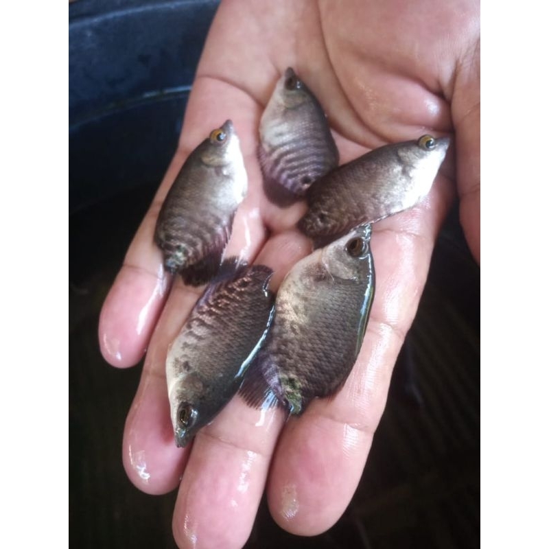 Jual bibit gurame soang ukuran 7-8 isi 40ekor | Shopee Indonesia