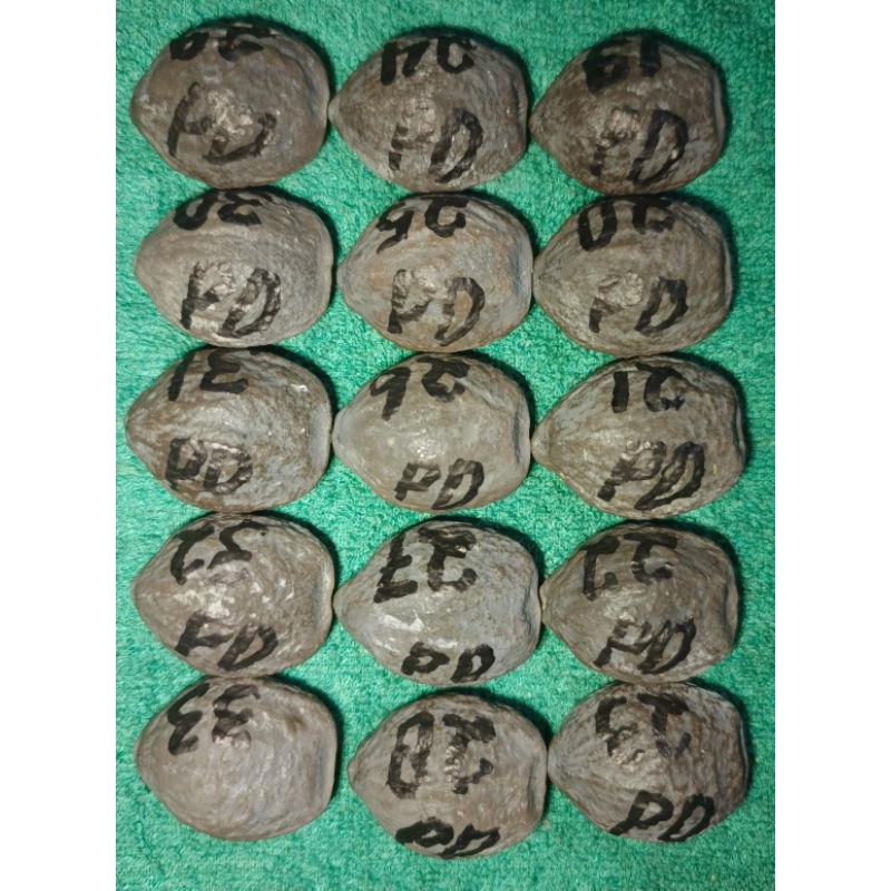 Jual Muncang Jayanti c pait x jayanti doglas B II | Shopee Indonesia