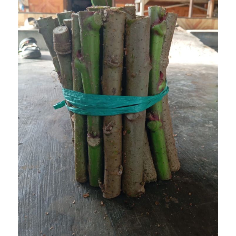 Jual bibit viral telo papua super,batang sedang. ukuran 20 cm per 1 kg ...