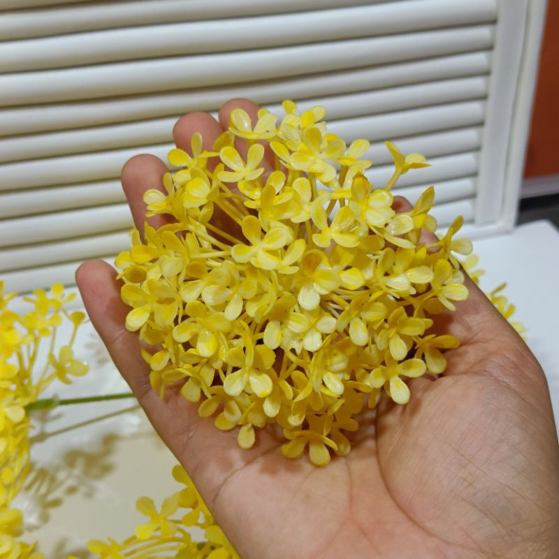 Jual cucuk semanggi angsoka kuning/ tangkai angsoka kuning lime untuk ...