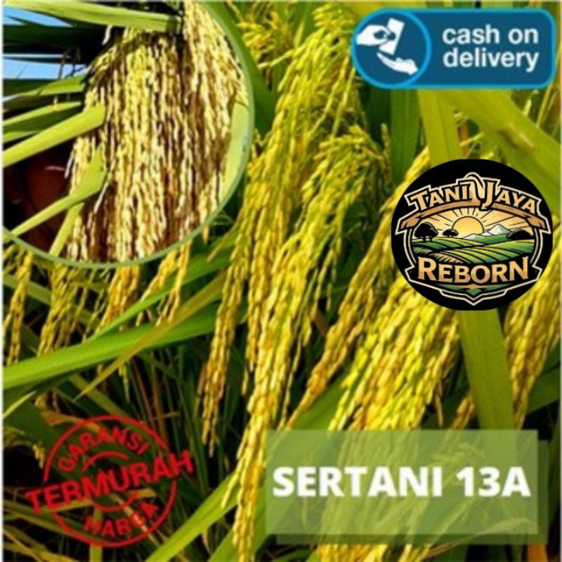 Jual Bibit/benih padi SERTANI-13A SUPER UNGGUL BERKUALITAS (1kg) | Shopee Indonesia