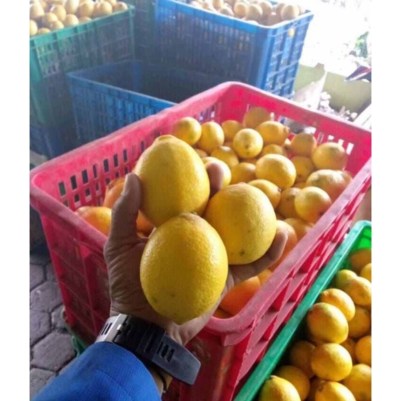 Jual Jeruk Lemon Peras Super Kuning Per 2kg- Minuman Segar - Mama, Meal ...