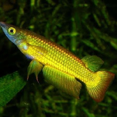 Jual Golden Yellow Panchax 5pcs Sehat Lincah Aktif + Packing Aman ...