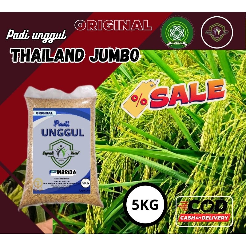 Jual padi unggul Thailand jumbo ORI kemasan 5kg benih padi unggul berkualitas kemasan 5kg ...