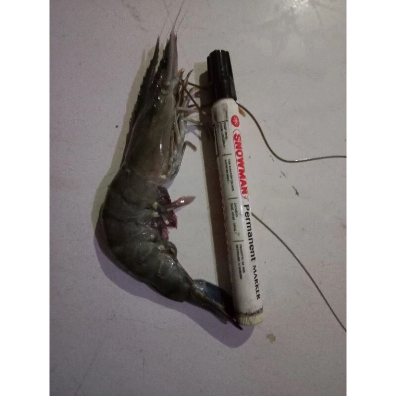 Jual Udang Windu / Udang Tiger Segar Fresh Frozen 1kg BERGARANSI ...