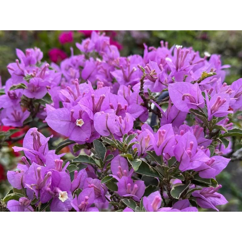 Jual Bougenvile Ungu Varigata Original Shopee Indonesia