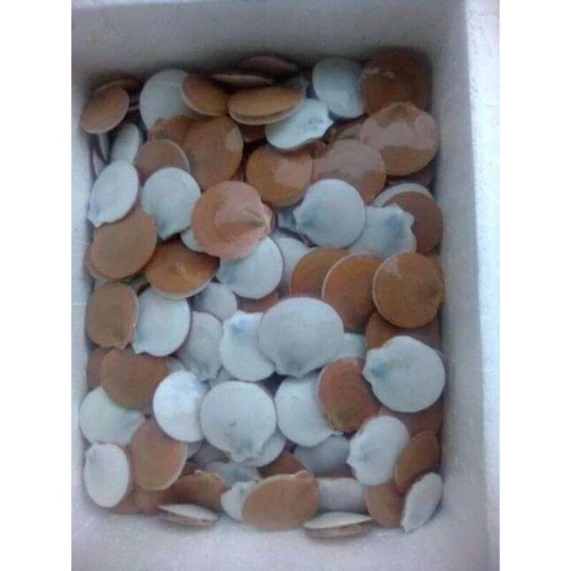 Jual Kerang Simping Segar 1Kg / Hasil Laut Fresh Frozen BERGARANSI ...