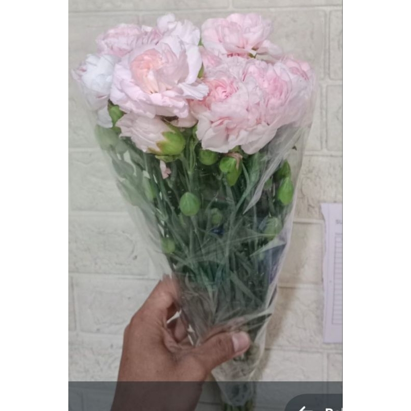 Jual Bunga carnation pink muda/bunga segar/5 tangkai | Shopee Indonesia