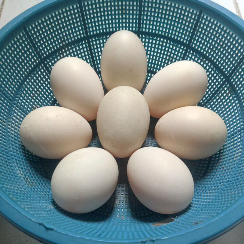 Jual Telur Itik / Bebek Entok / Mentok / Mentog Bisa Untuk Konsumsi ...