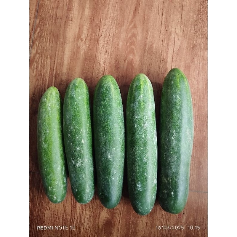 Jual Timun Besar 1 kg | Shopee Indonesia