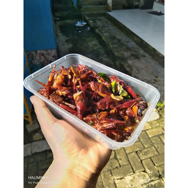 Jual BELALANG KAYU GORENG BERAT 100g | Shopee Indonesia