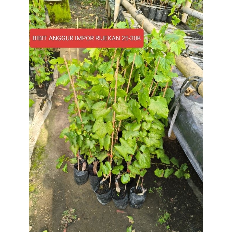 Jual BIBIT ANGGUR IMPOR RIJEKAN | Shopee Indonesia