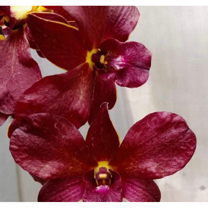 Jual anggrek dendrobium bunga merah | Shopee Indonesia