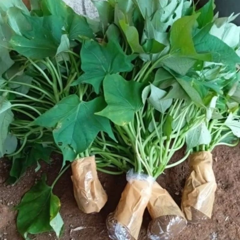 Jual Bibit Stek Ubi Jalar Merah / Ubi Jalar Madu Siap Tanam (isi 10 ...