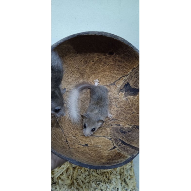 Jual African Pygmy Dormice | Tupai Mini White Tail | Shopee Indonesia