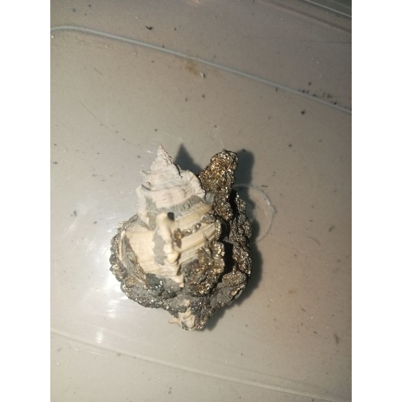 Jual batu keong buntat badar mas | Shopee Indonesia