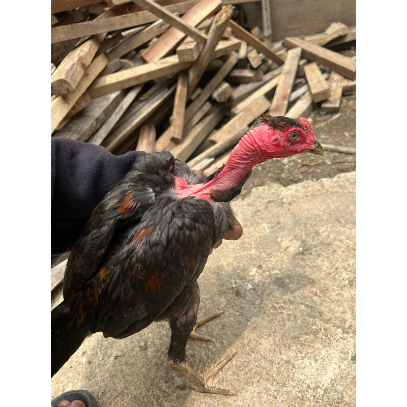 Jual ANAKAN AYAM SAIGON ASLI KEPALA BOTAK UMUR 3 BULAN | Shopee Indonesia