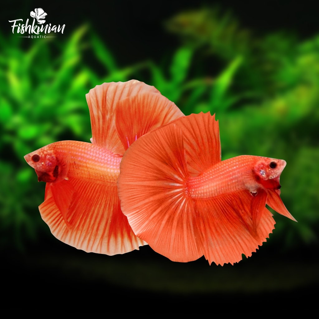 Jual Ikan Cupang Halfmoon (HM) Orange GRADE A | Shopee Indonesia