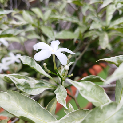 Jual Tanaman hias - Rombusa Silver Daun Lebar - Saberna Gede Daun ...