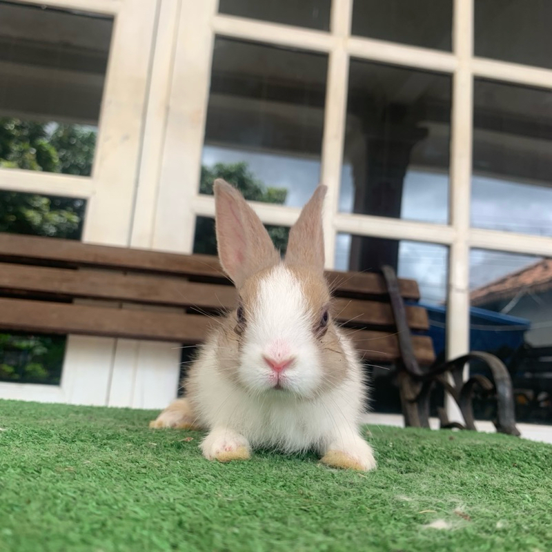 Jual kelinci dutch betina 3 | Shopee Indonesia