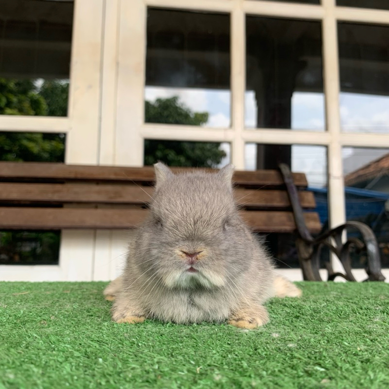 Jual kelinci netherland dwarf jantan 4 | Shopee Indonesia