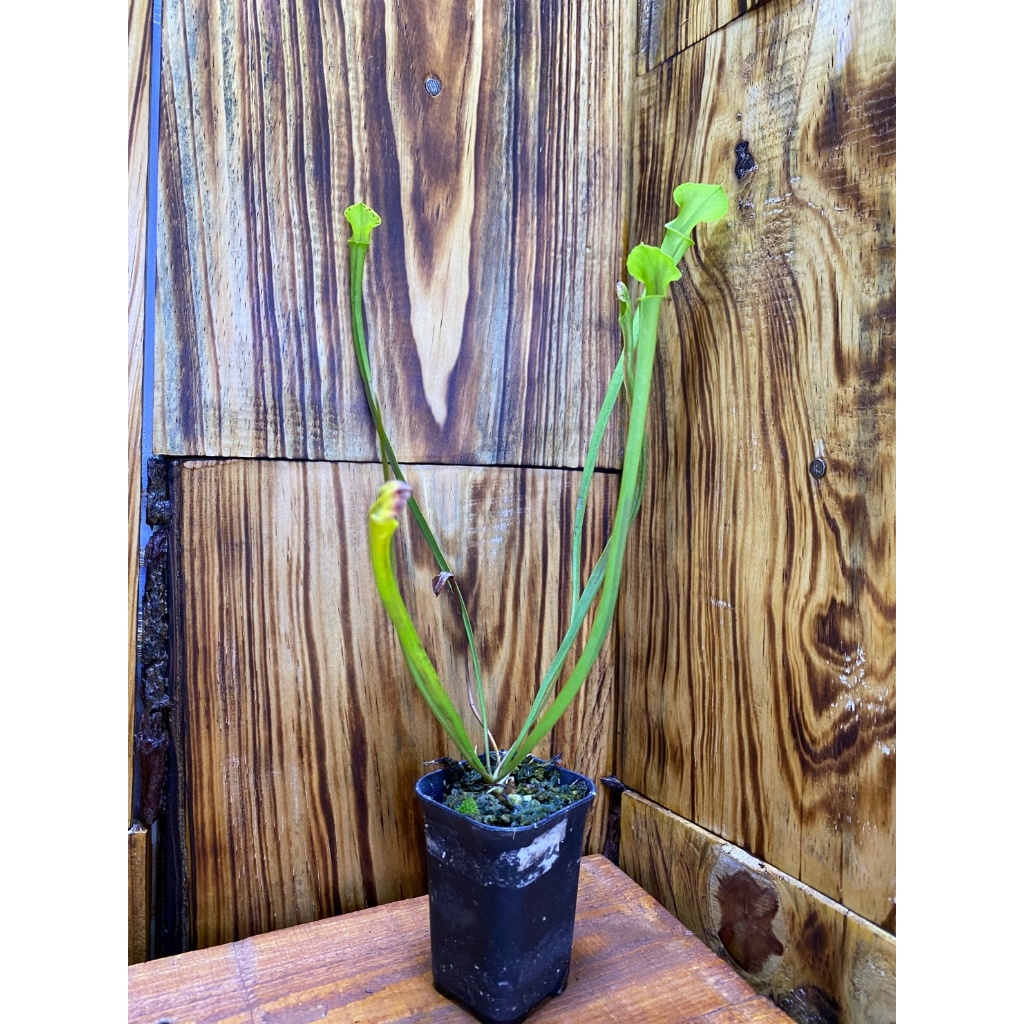 Jual Sarracenia Flava | Shopee Indonesia