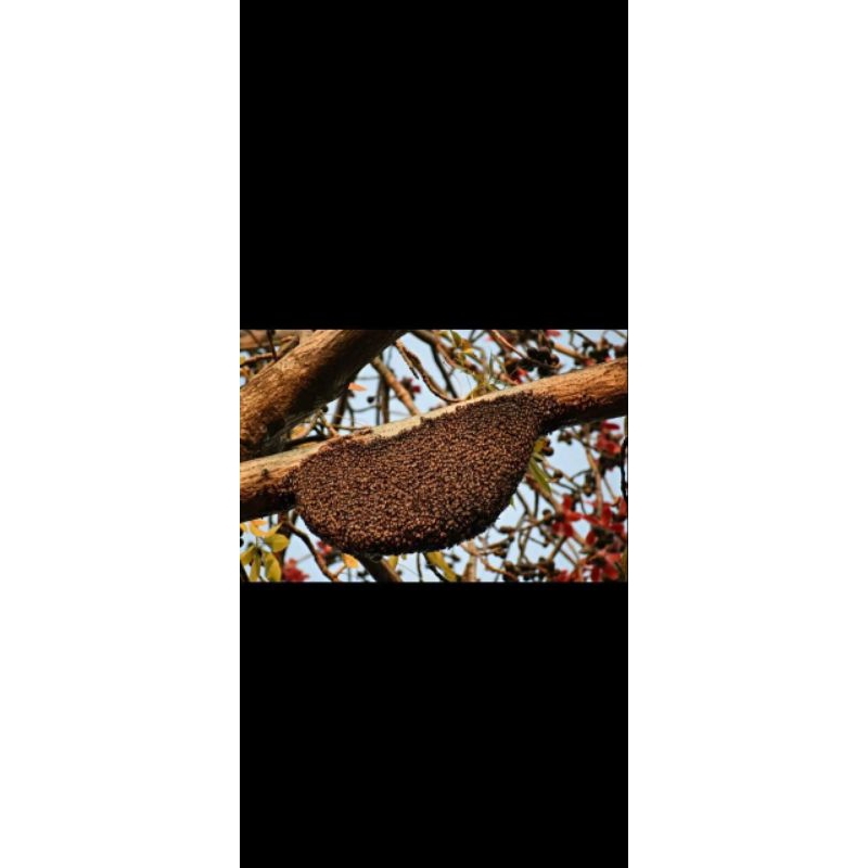 Jual stiker lebah, stiker print, anti air, size 42 x 33 cm | Shopee ...