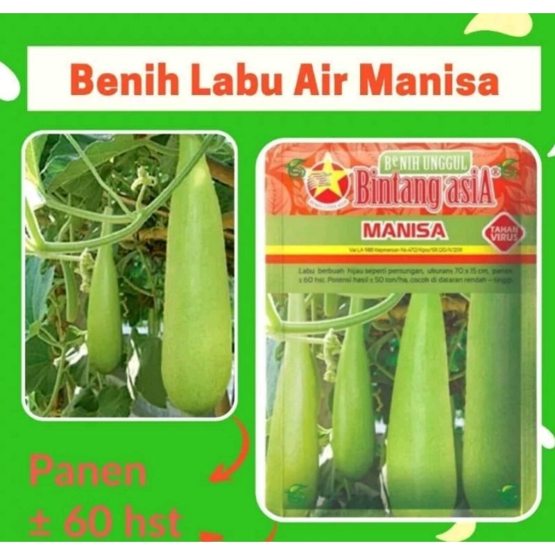 Jual GROSIR OBRAL!!!50biji BENIH LABU AIR MANISA F1 SIAP SIMAI | Shopee ...