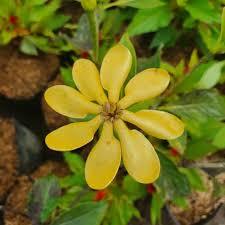 Jual Gardenia kaca piring kuning | Shopee Indonesia