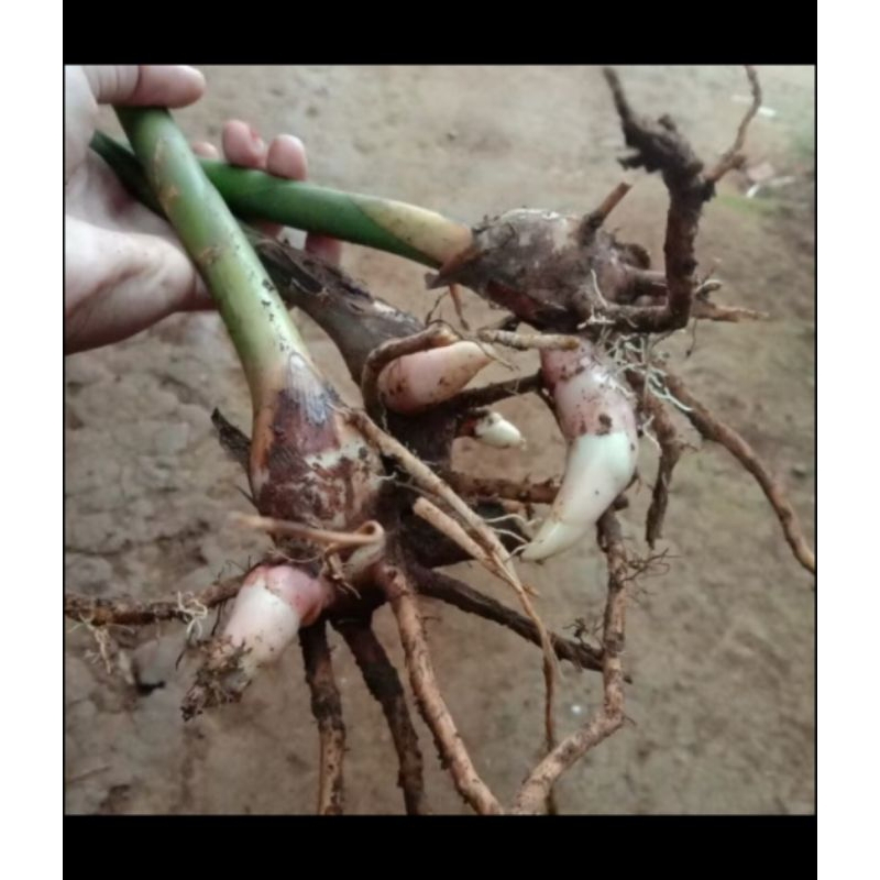 Jual BIBIT PARAHULU (RAMBUTAN TANAH) | Shopee Indonesia