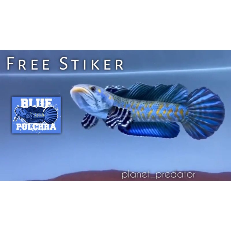 Jual Blue Pulchra Premium Quality Grade A+ (sortiran) | Shopee Indonesia
